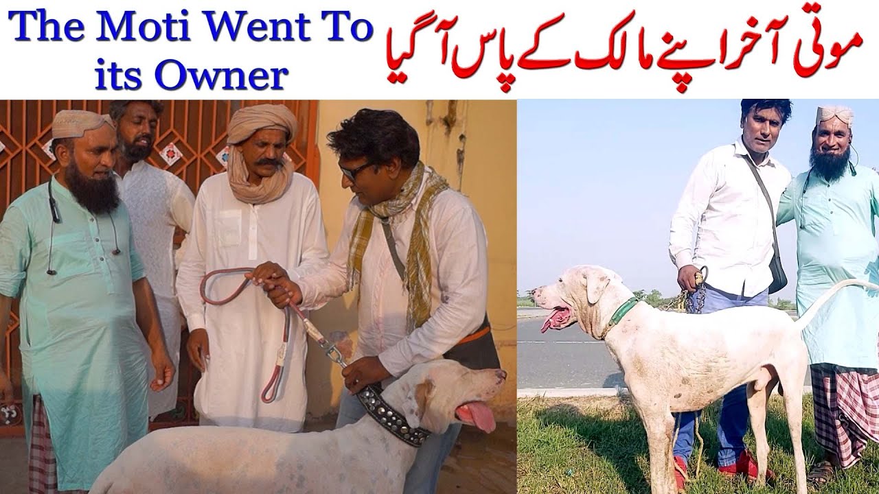 The Moti Dog Finally Reached its Owner Moti Bully Kutta in Gujrat City ...