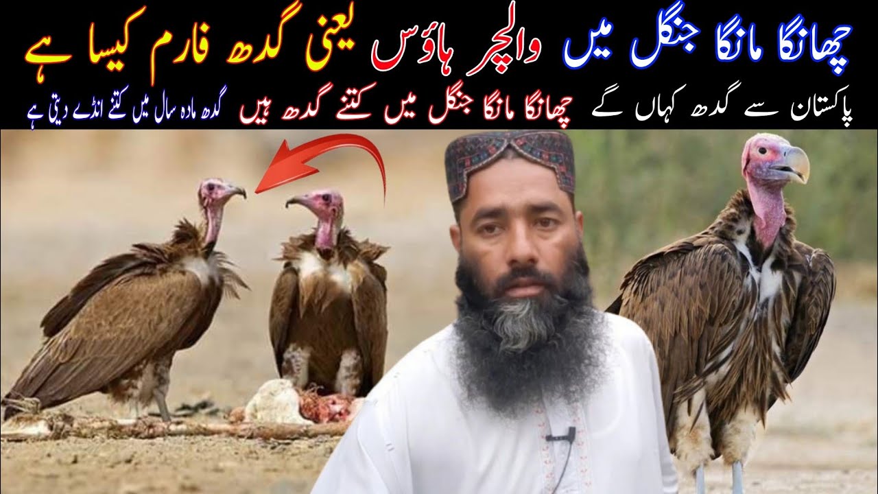 How is the vulture house in Changa Manga forest | چھانگا مانگا جنگل میں ...