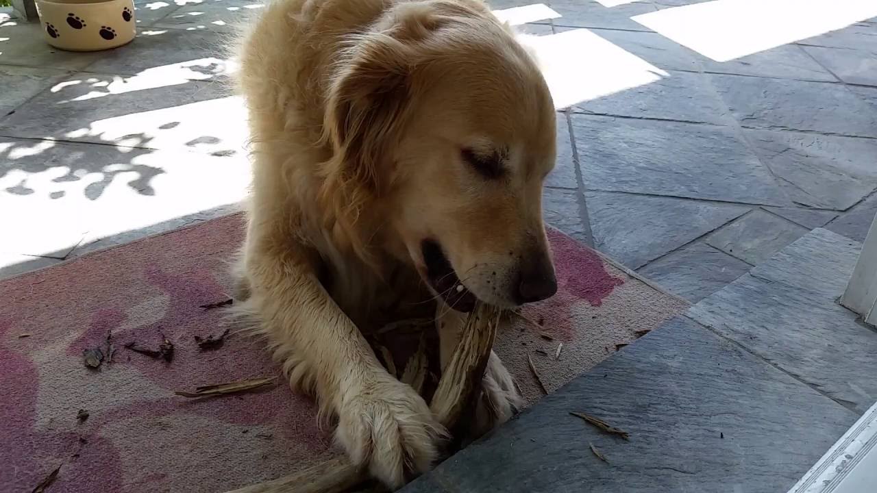 Crunch Crunch - Happy Dog Chewing on a Big Stick from the Beach ...