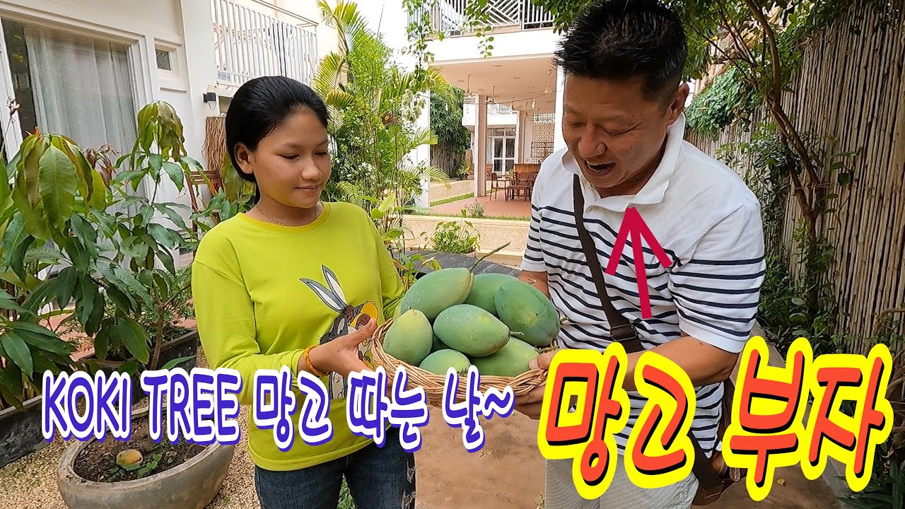 KOKI TREE 호텔 정원에서 자란 망고 따는 날 ' 망고부자' 탄생 ^^ - YouTube