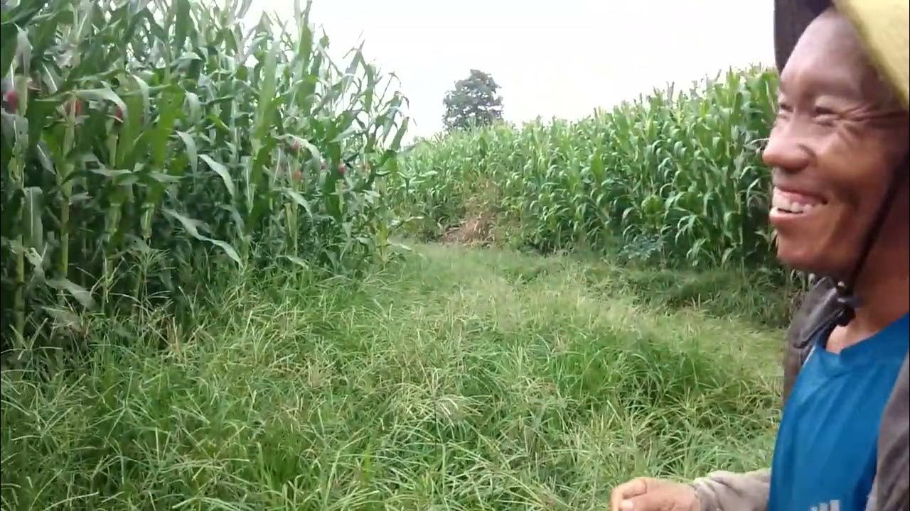 hnub no kuv mus saib pob kws dua - YouTube