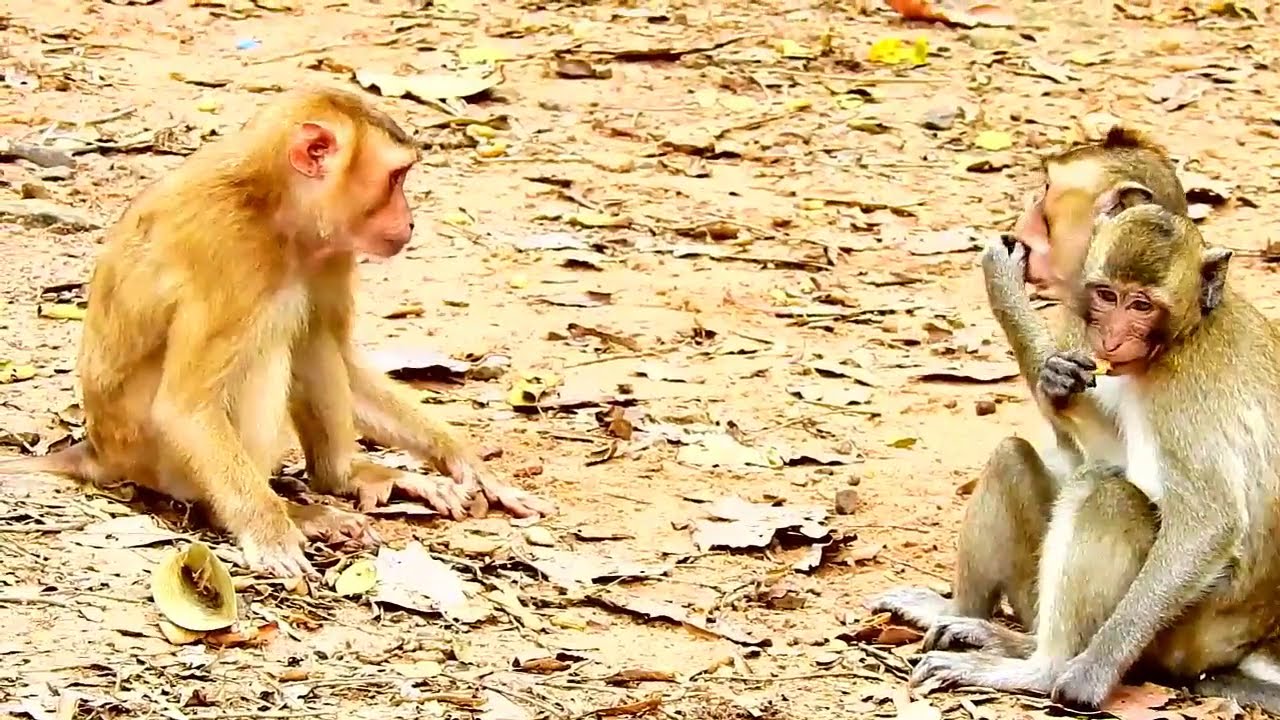 Amazing New Abandoned Monkey Action Getting Partner - YouTube