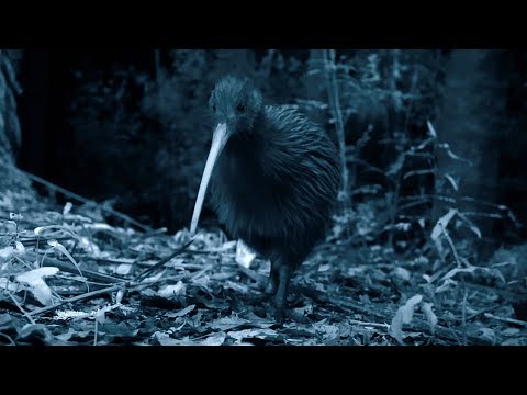 Brown Kiwi Mating Spectacle | Wild New Zealand | BBC Earth