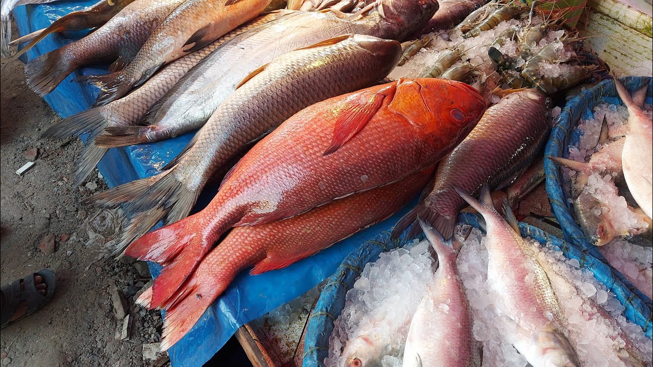 Giant Red Koral / Bhetki Fish | Fish Market Show | Fishing Life ...