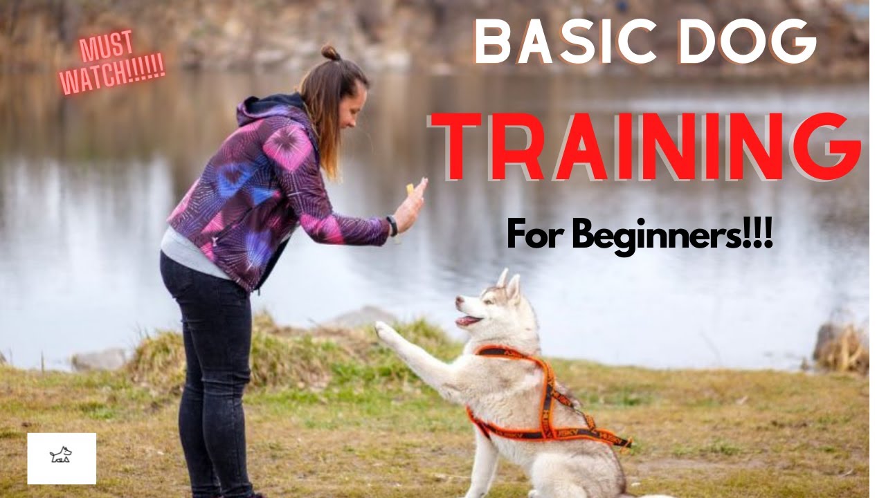 Basic Dog Training For Beginners 2021 - YouTube