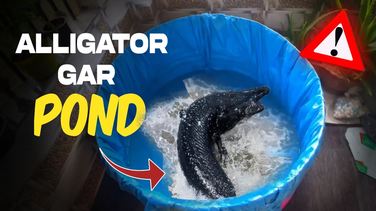 Alligator Gar Pond Making || How to Make Alligator Gar Tank Cheapest ...