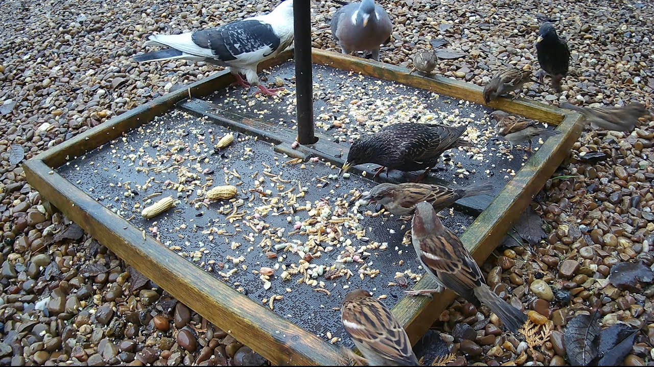 Hungry birds sharing lunch on the seed catcher tray. Pigeons, starlings ...