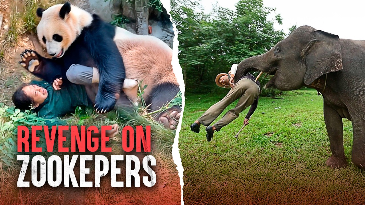 The Deadliest Zoo Attacks: When Animals Fight Back - YouTube
