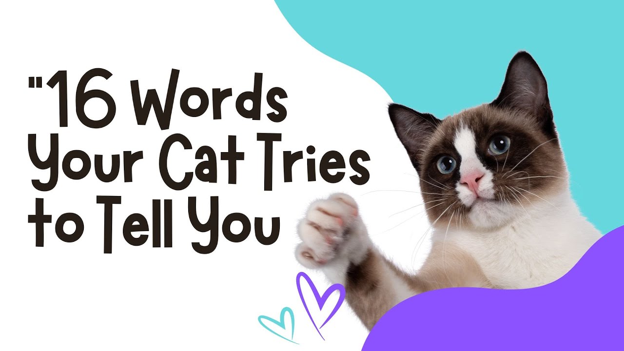 16 Words Your Cat Tries to Tell You #cats #catlover - YouTube