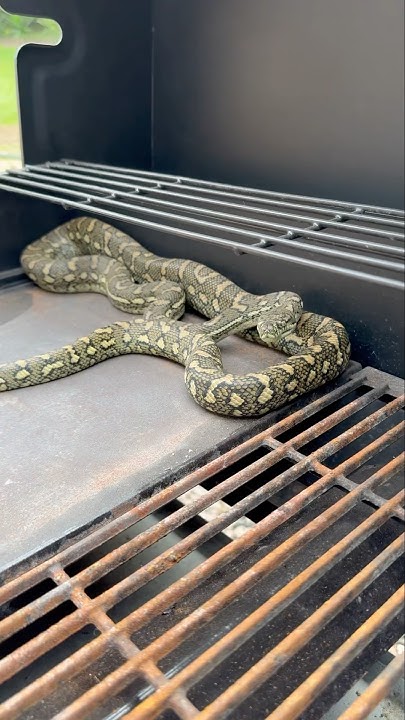 Coastal Carpet Python I removed from a barbecue this morning # ...