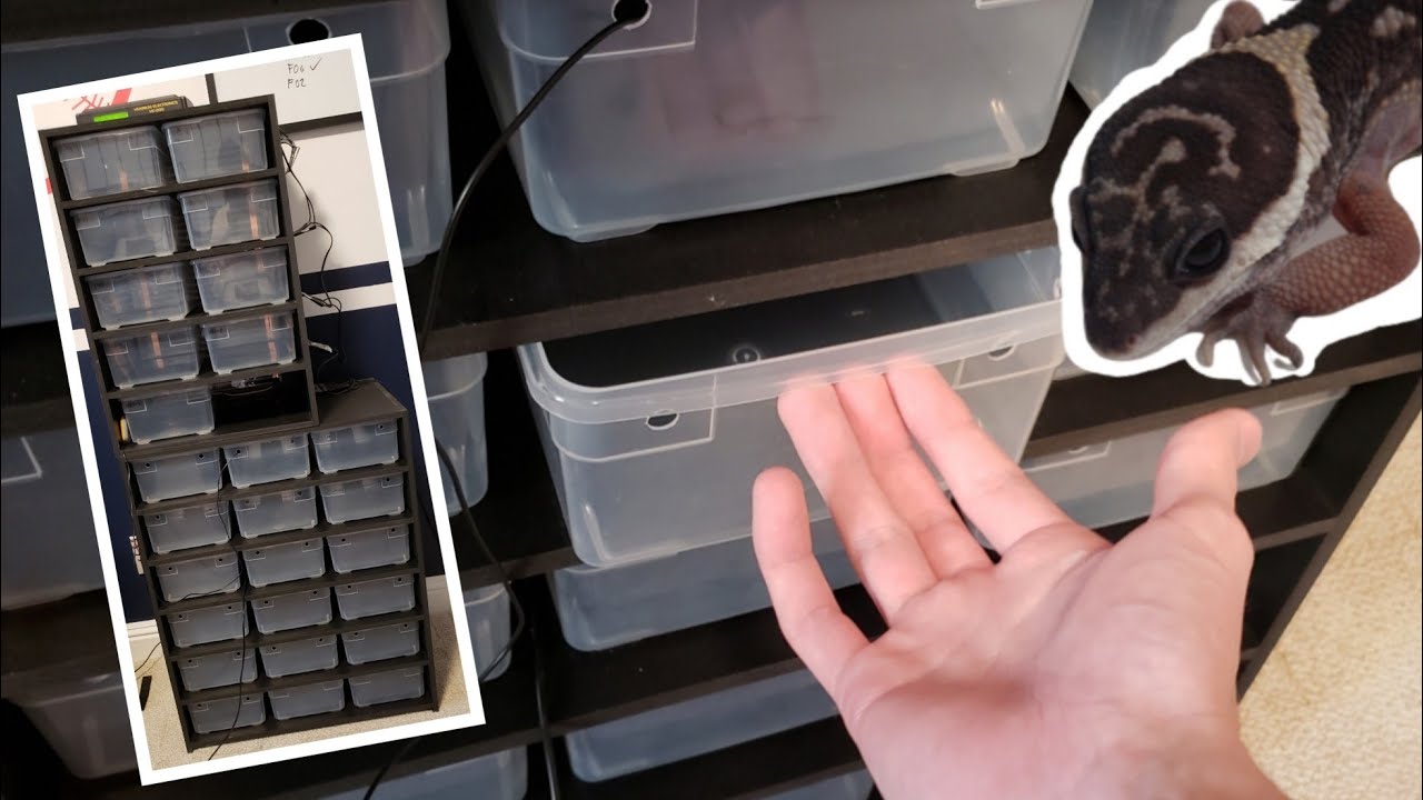 Cserpents Hatchling Rack Review - YouTube