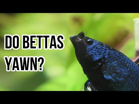 Do Betta Fish Yawn? (TRUE REASONS Behind Betta Fish Yawning) - YouTube