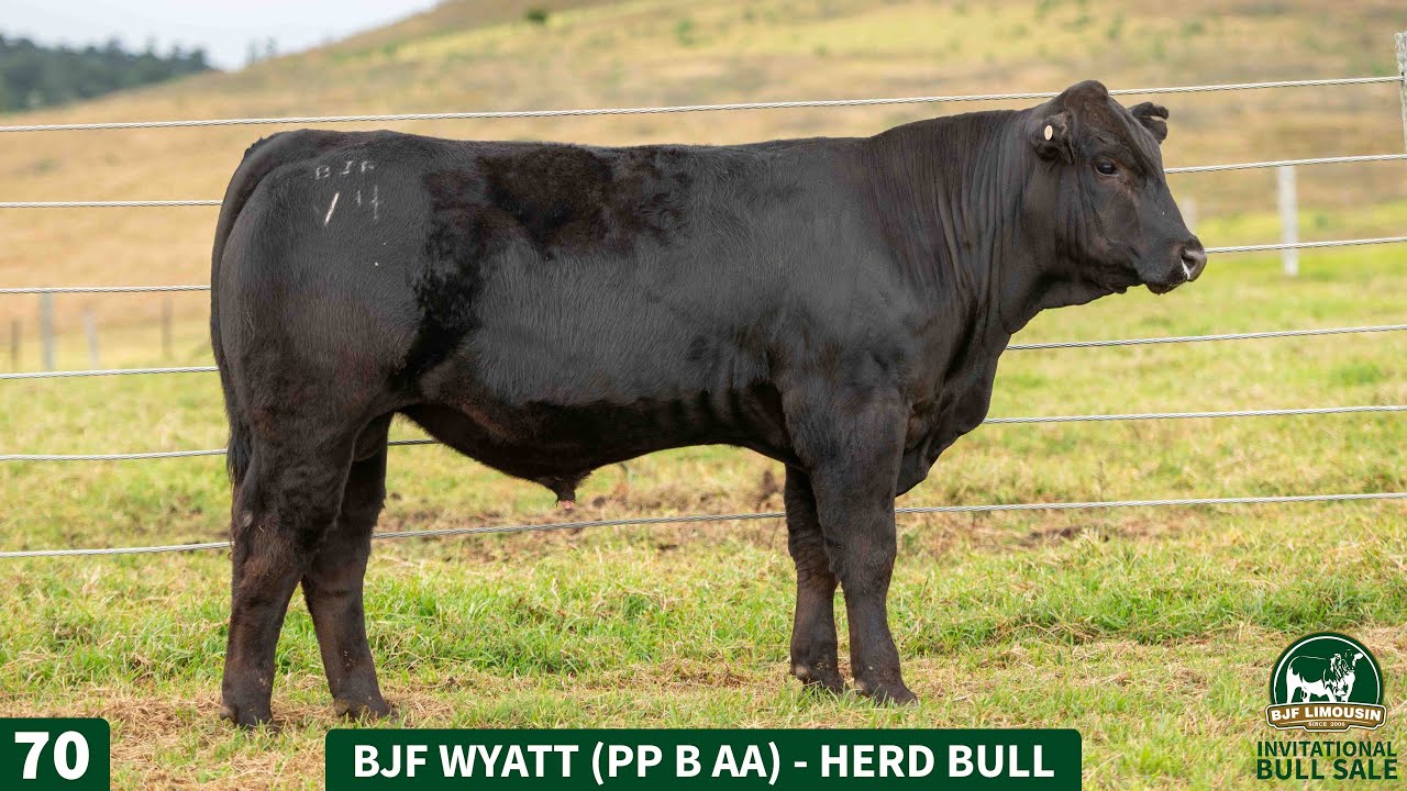 Lot 70 - BJF WYATT (PP B AA) - HERD BULL - YouTube