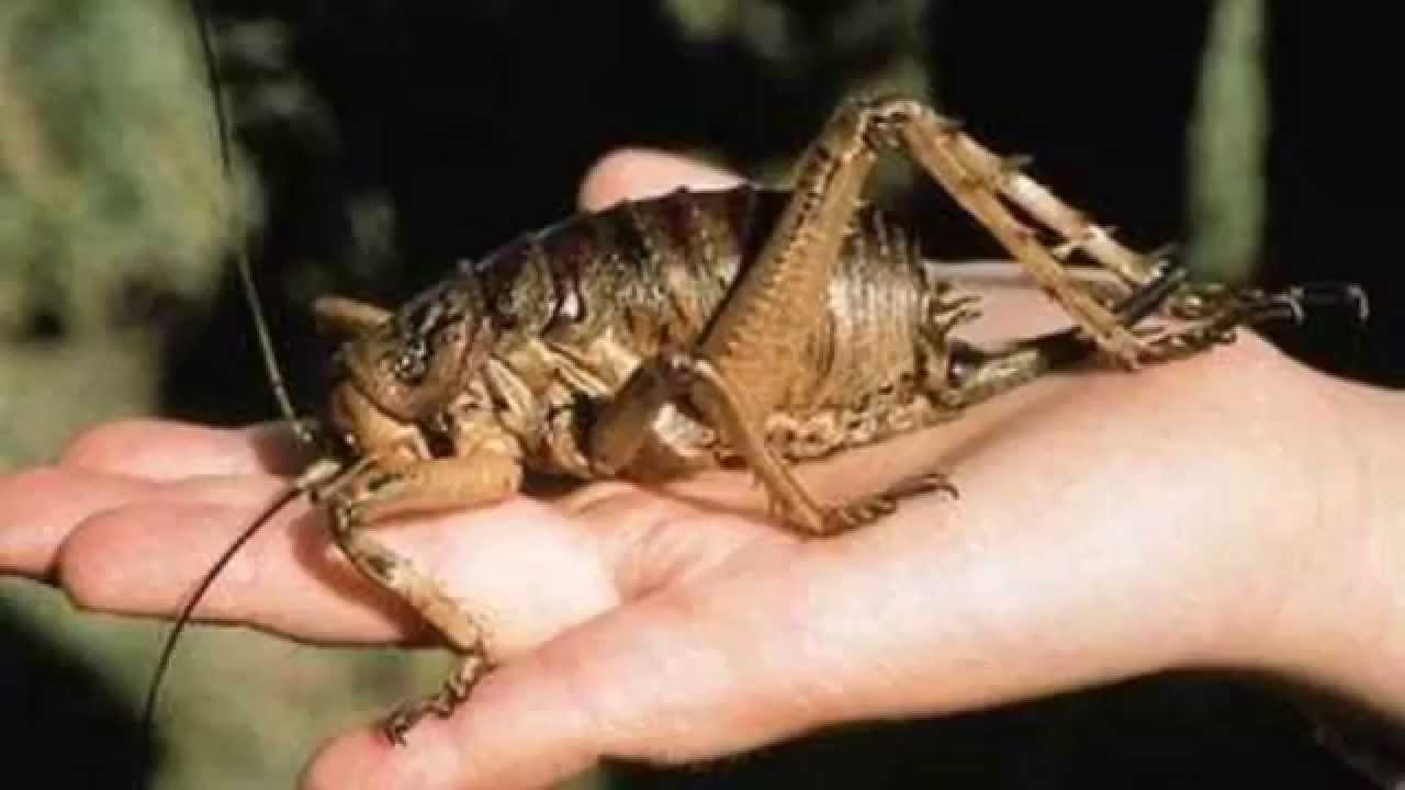 World s Biggest Things EVER YouTube world-s-biggest-things-ever-youtube