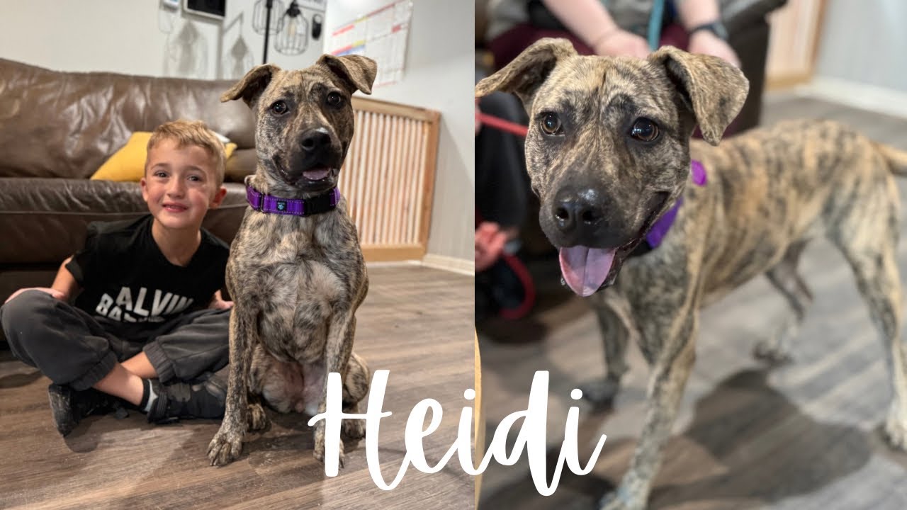 Perfect family dog Heidi - YouTube