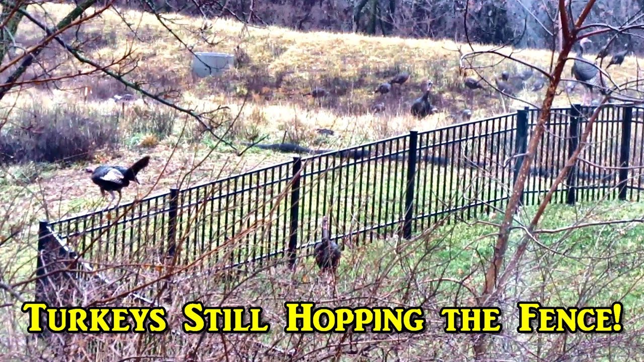 Turkeys Still Hopping the Fence - YouTube