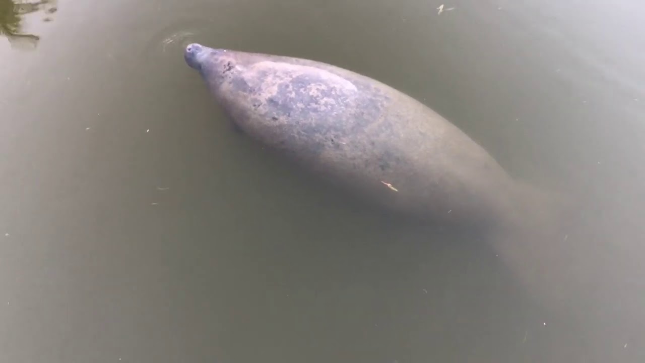 SWFL~Manatees in the Marina~Captiva Island, FL #manatee #florida # ...