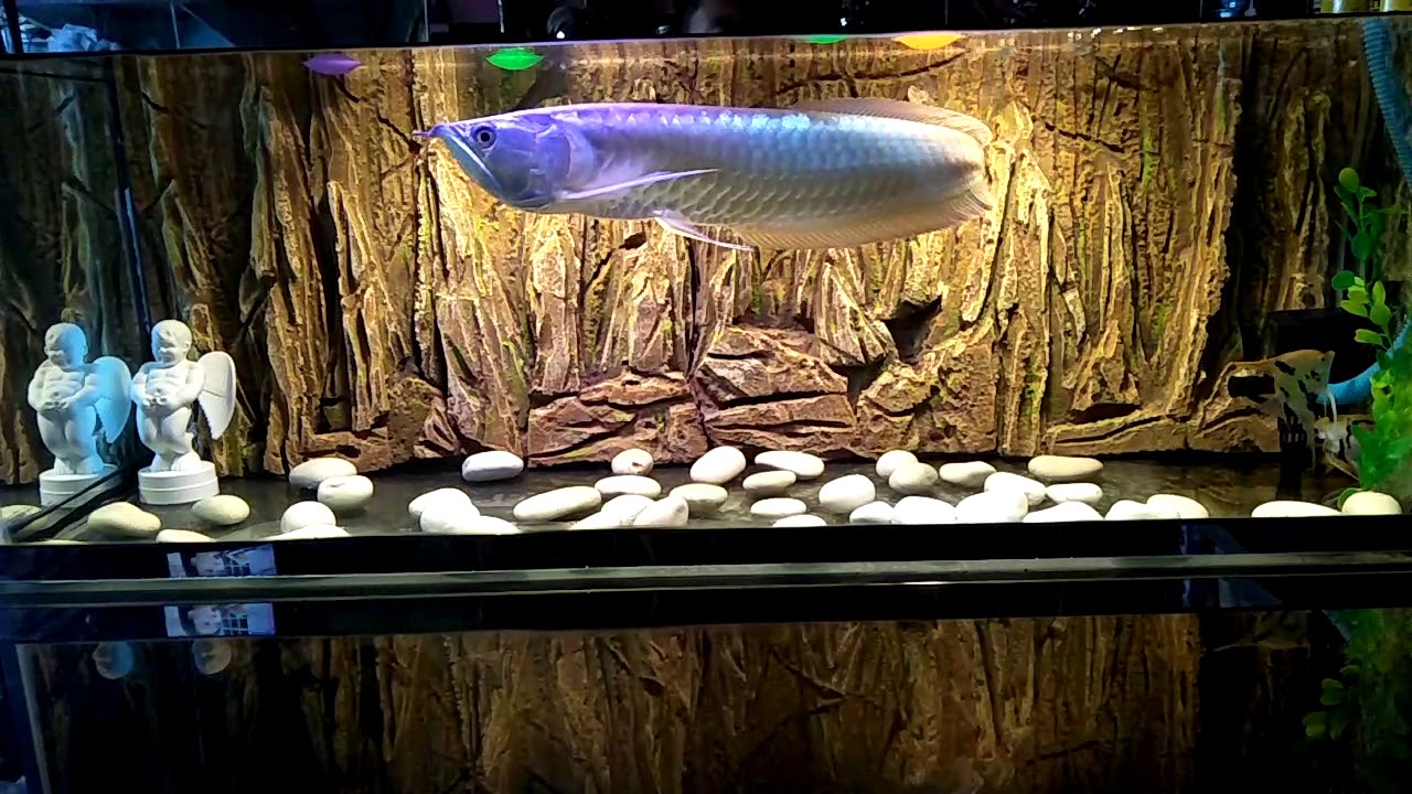 Arwana silver brazil 45 cm - YouTube