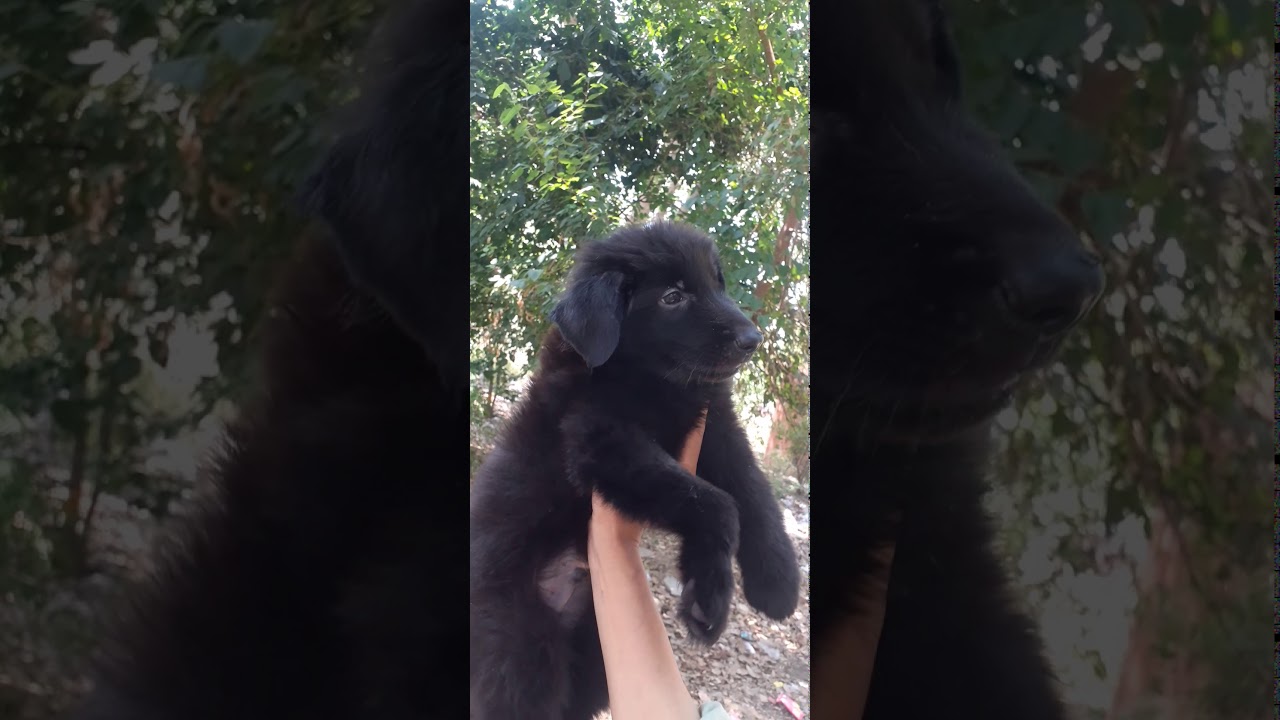 Z black jarman safed male puppy available in delhi karol bagh phone no ...