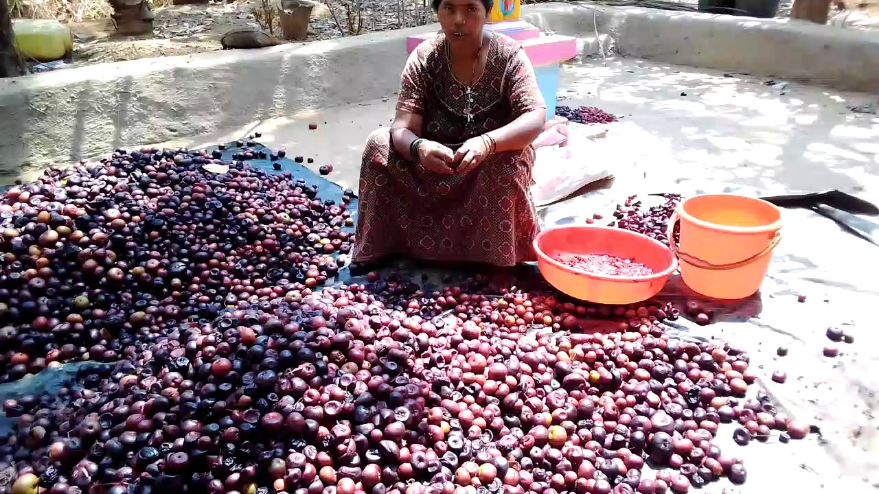 Kokum (ratamba). In sindhudurga fruit processing - YouTube