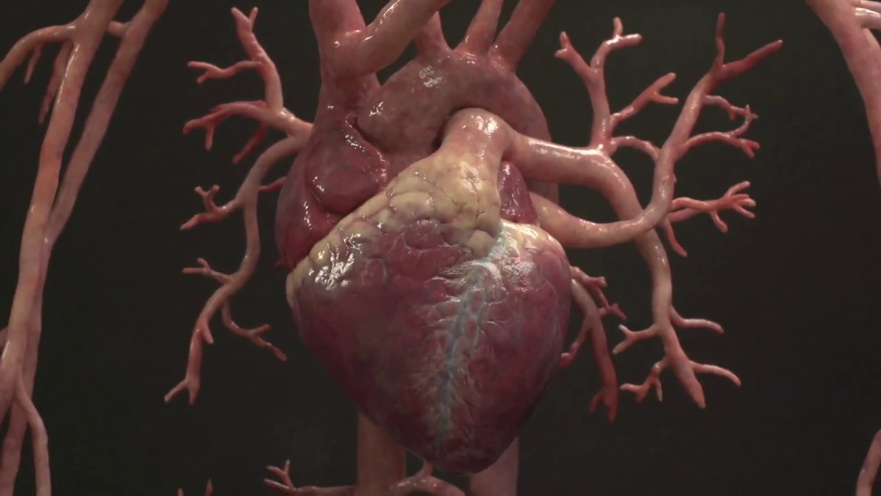 Animatronic Heart - YouTube