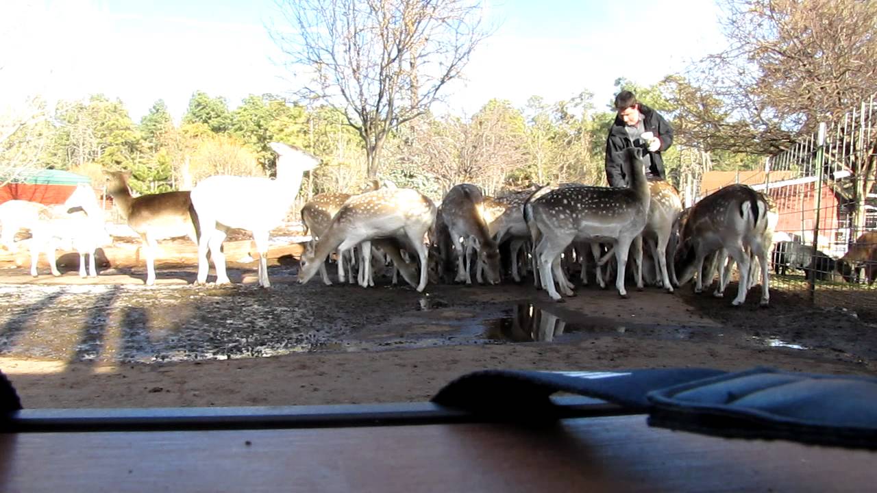 Feeding Deer at Grand Canyon Deer Farm near Williams, AZ - YouTube