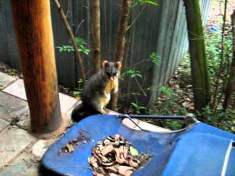 Hello Possums!!!!!!! - YouTube