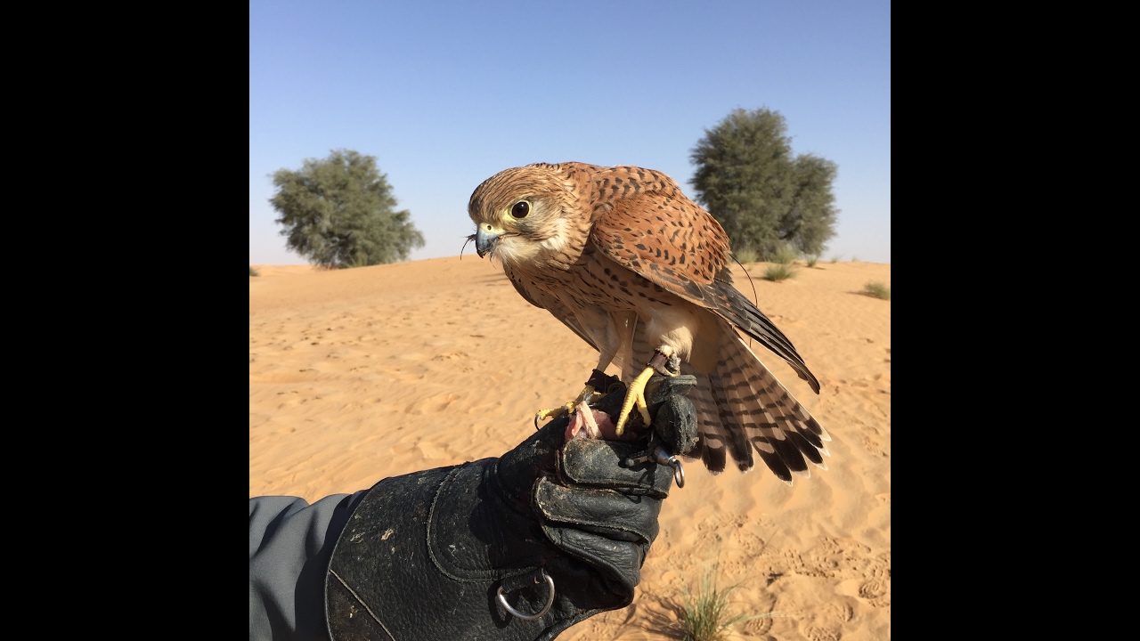 Unseen Trails Dubai - Royal Shaheen falconers at Dubai desert - YouTube