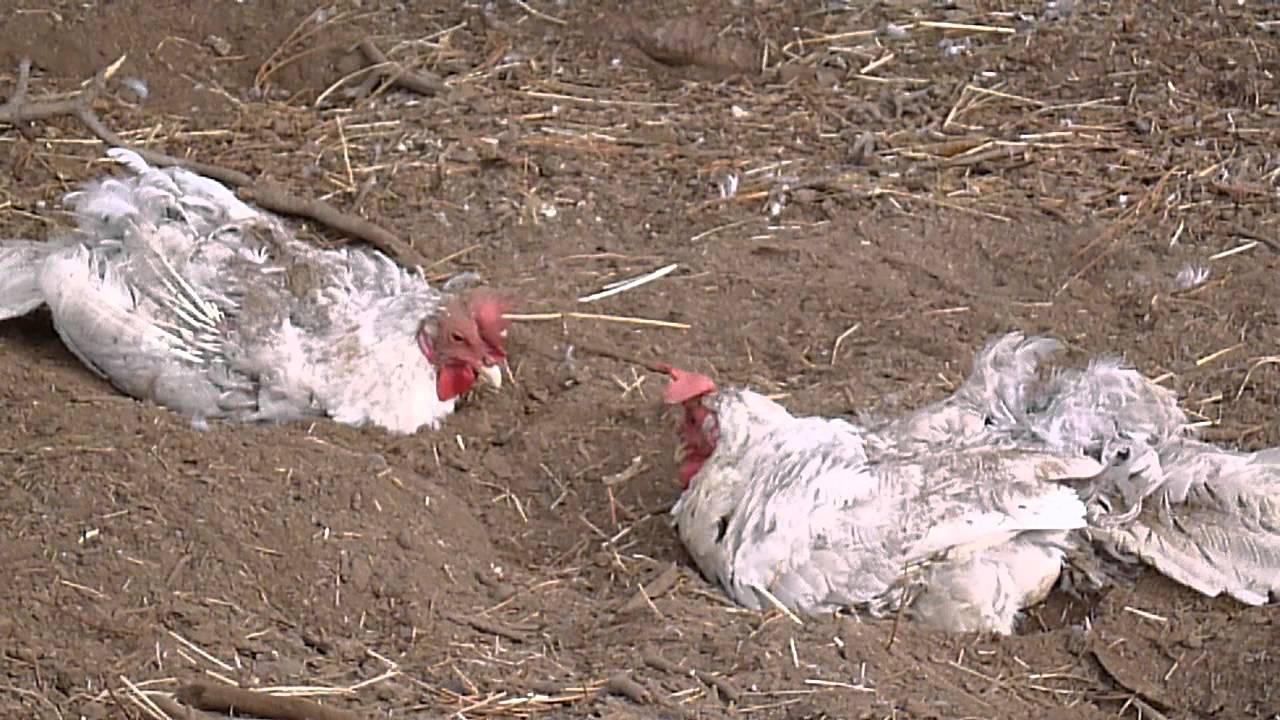 Big Ears Animal Sanctuary hens enjoying first ever dust bath - YouTube