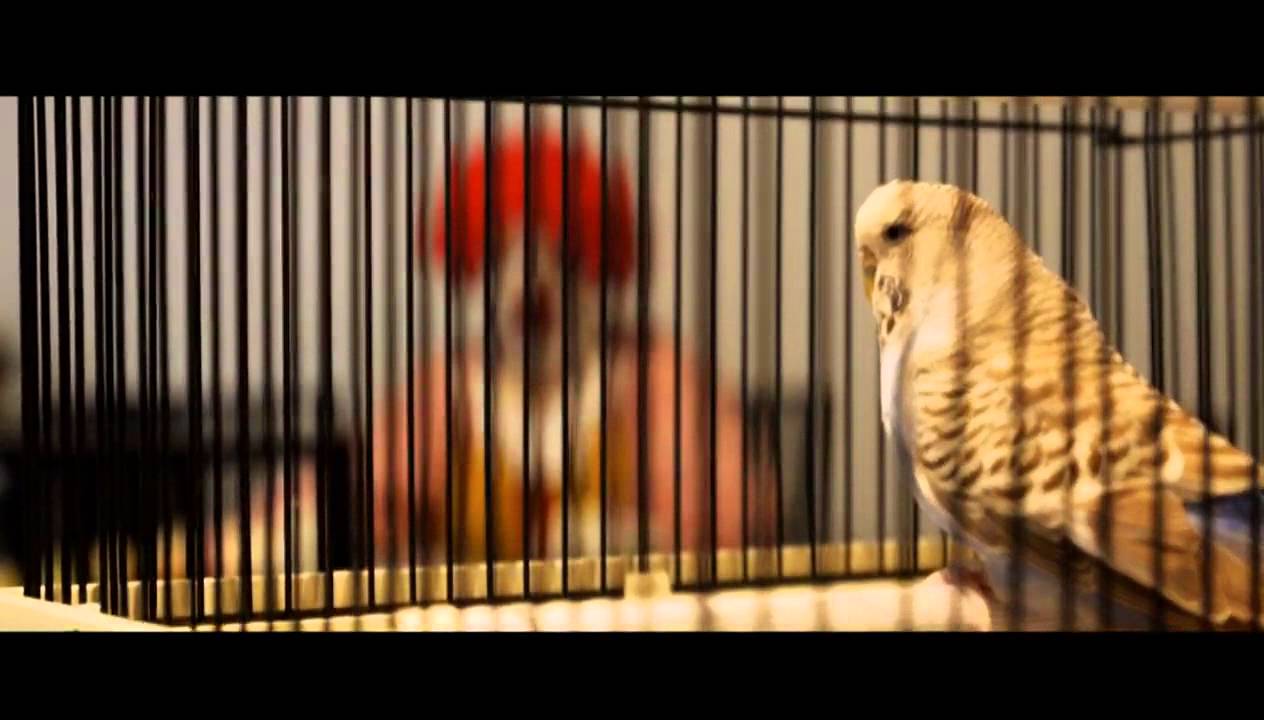 Ronald McDonald kills the FLAPPY BIRD! - YouTube