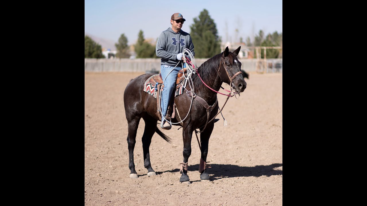 Finished 2013 Colonel Classy Bueno AQHA Team Roping Head and Ranch Show ...