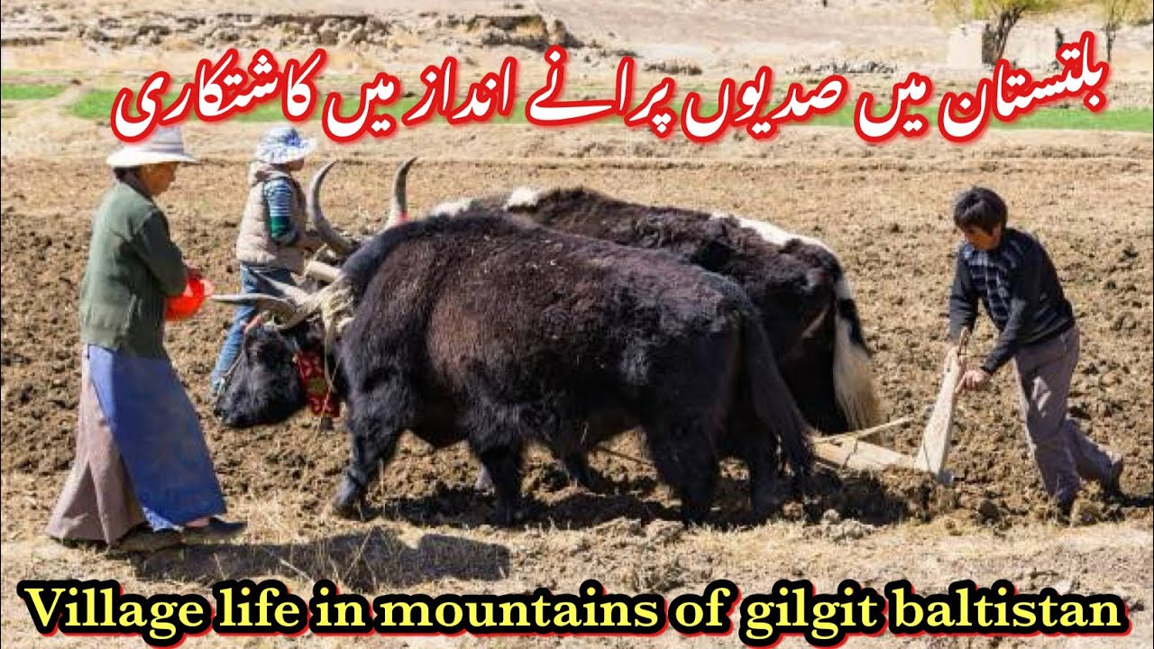Mountain Village life of Gilgit baltistan Pakistan 🇵🇰 - YouTube