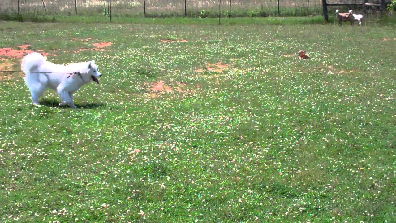 Samoyed Sheep Herding: "Charlotte" - YouTube