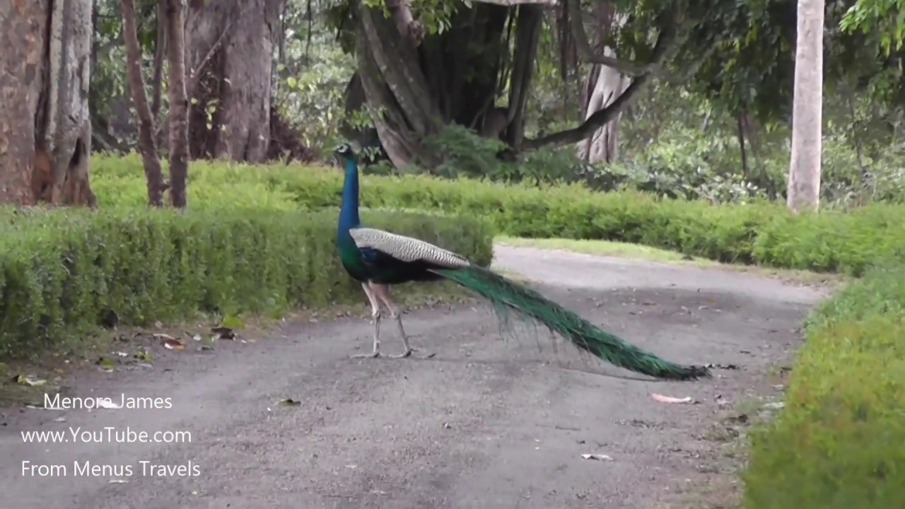Beautiful Peacocks In The WIld - YouTube
