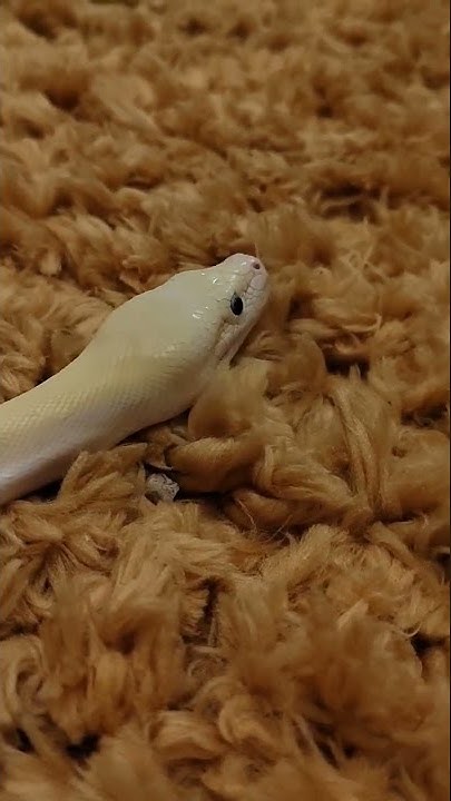 beautiful white burmese python - YouTube