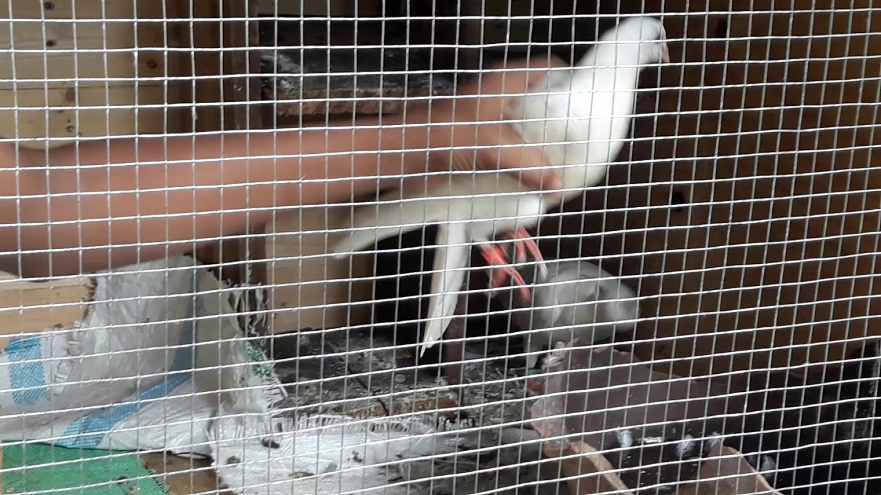 How to hold a pigeon correctly - YouTube
