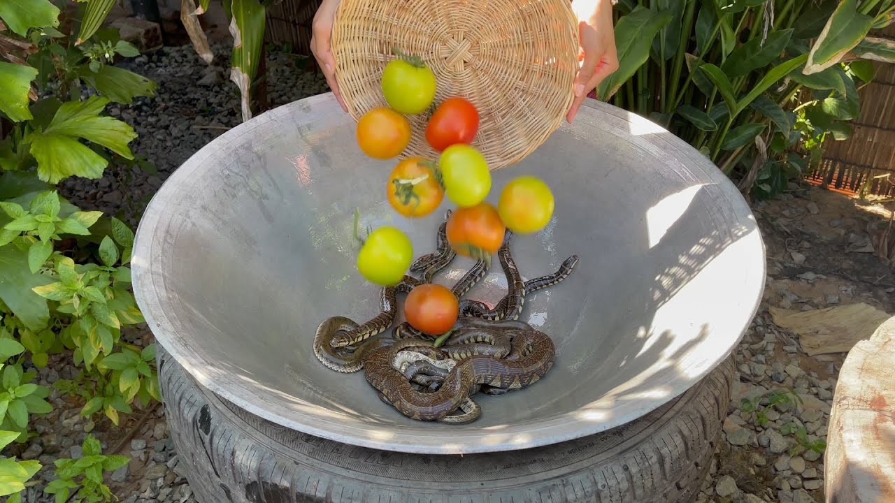 Spicy Snake Stir Fried - YouTube