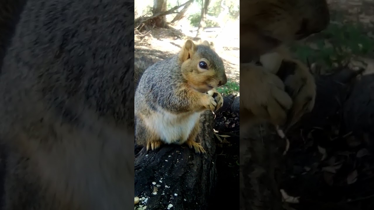 Perfect ending-Squirrel leaving satisfied 111421 - YouTube