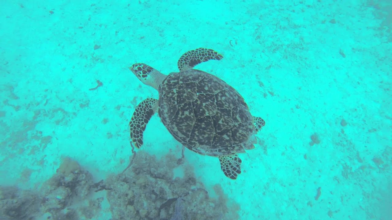 Scuba diving with a sea turtle at Diamond Reef BVI - YouTube