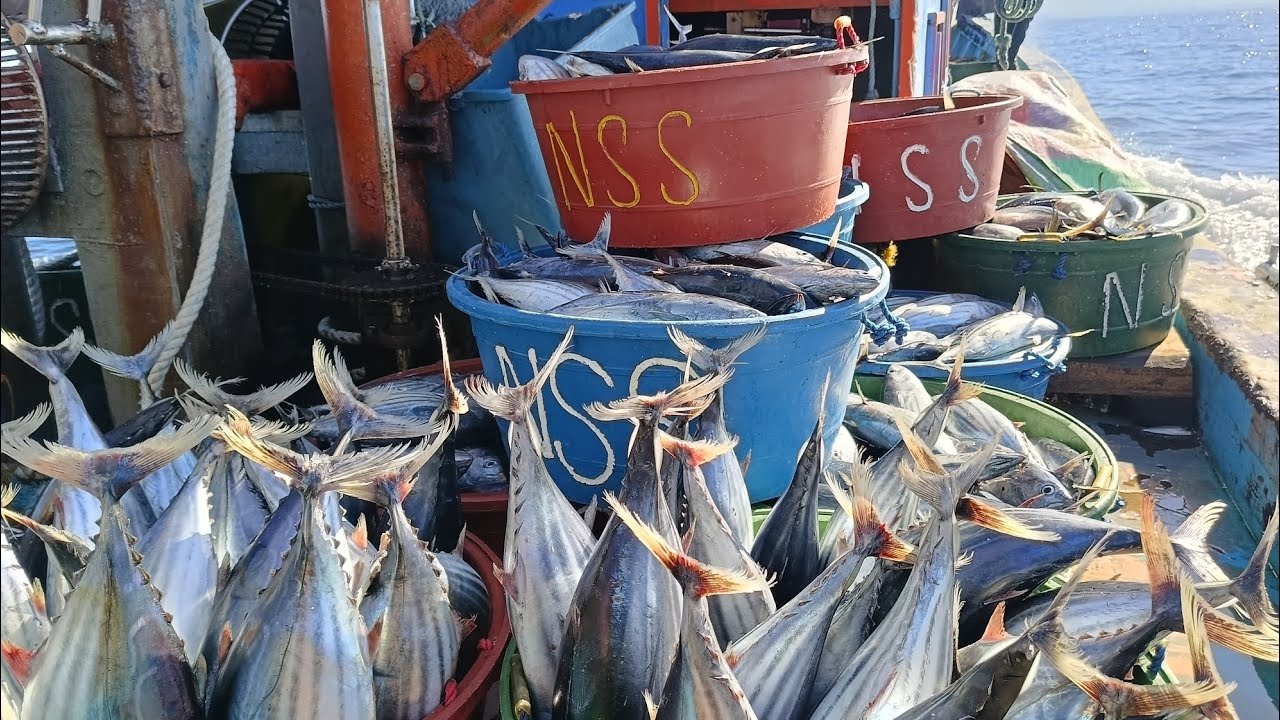 Jackpot (Skipjack Tuna/Yellow Fin)🐟 - YouTube