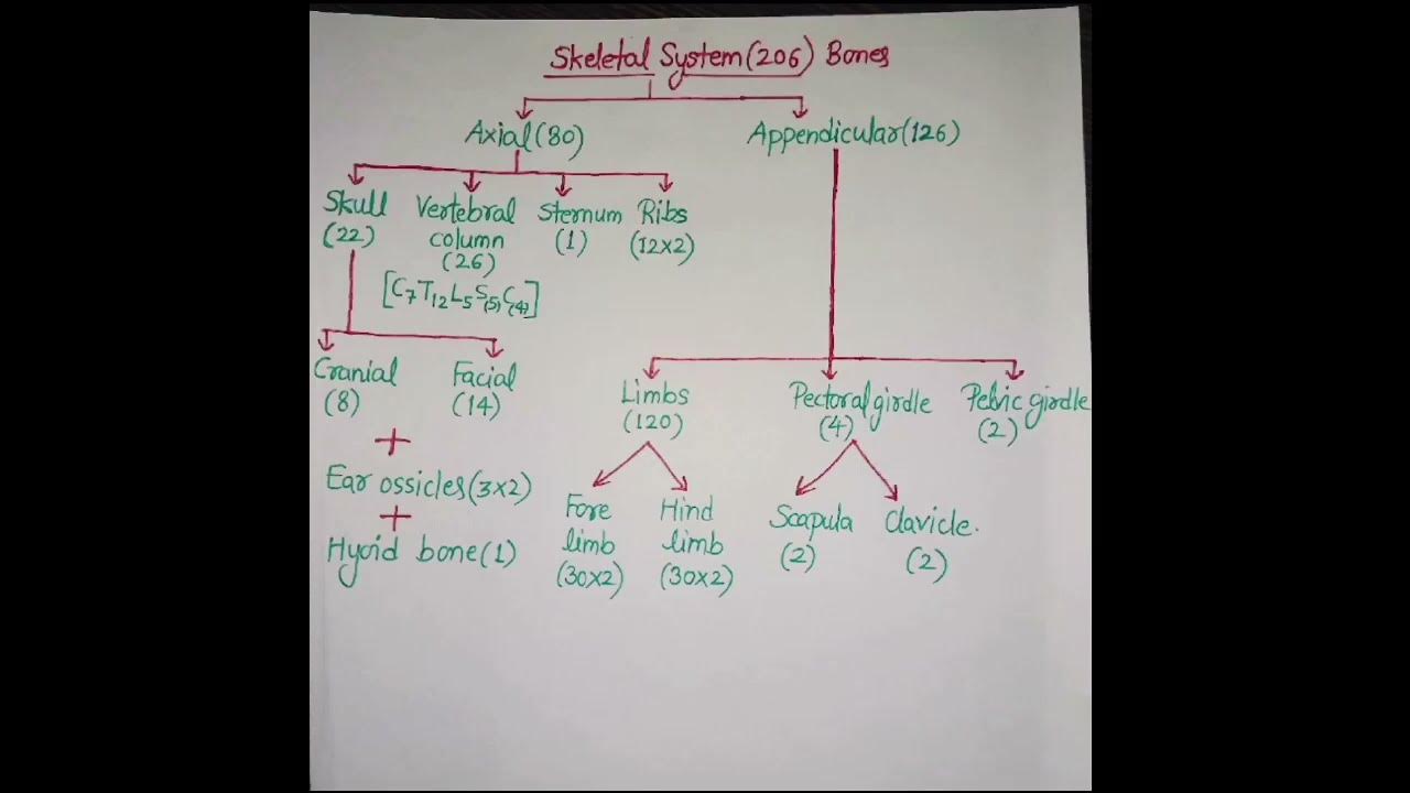 Skeletal System Class 11 Skeletal System Bones Flow Chart shorts skeletal-system-class-11-skeletal-system-bones-flow-chart-shorts
