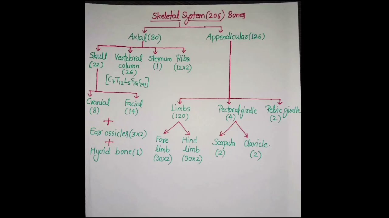 Skeletal System Class 11 Skeletal System Bones Flow Chart shorts Skeletal System Class 11 Skeletal System Bones Flow Chart shorts