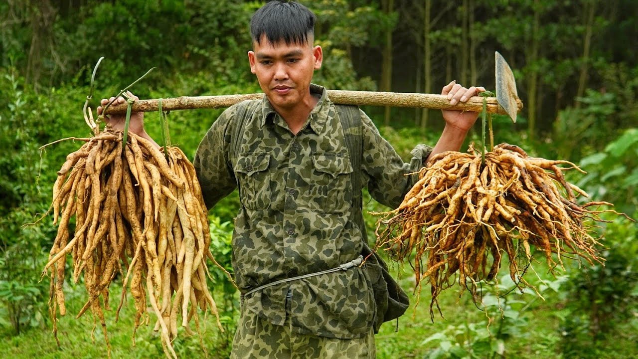 Harvest special wild tubers, a bunch of nearly 100 bulbs, rich in ...
