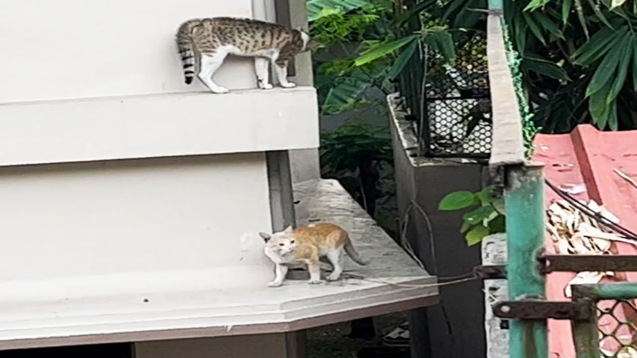 Angry male cats warming up for fighting|33| - YouTube