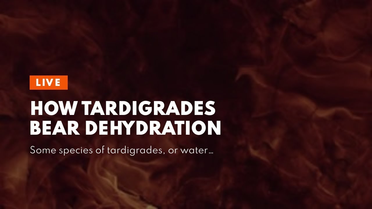 How tardigrades bear dehydration - YouTube