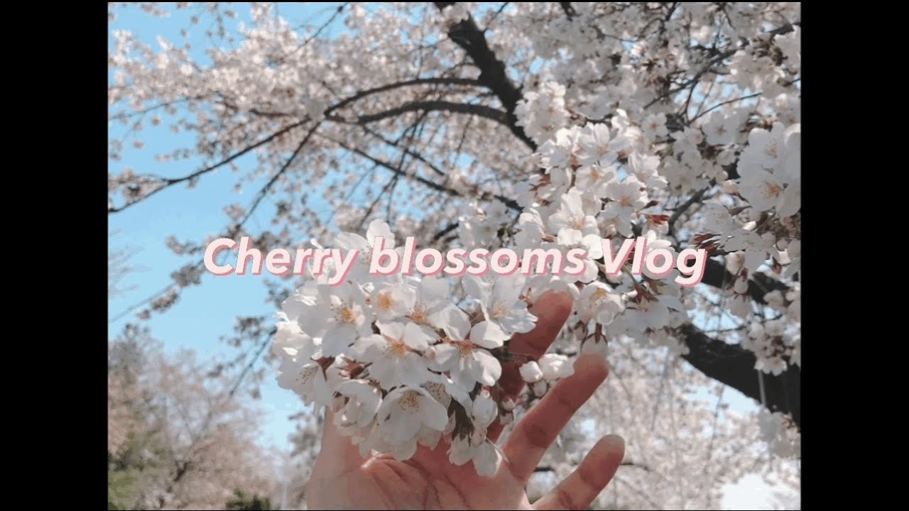 ㅣ벚꽃브이로그ㅣ벚꽃ㅣcherry blossomsㅣ벚꽃드라이브ㅣ드라이브ㅣ브이로그ㅣ - YouTube