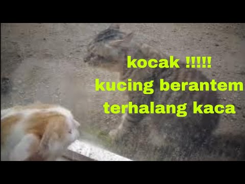 lucu !!!!! kucing berantem dari balik kaca !!!!!! dasar Cemen si mochi ...