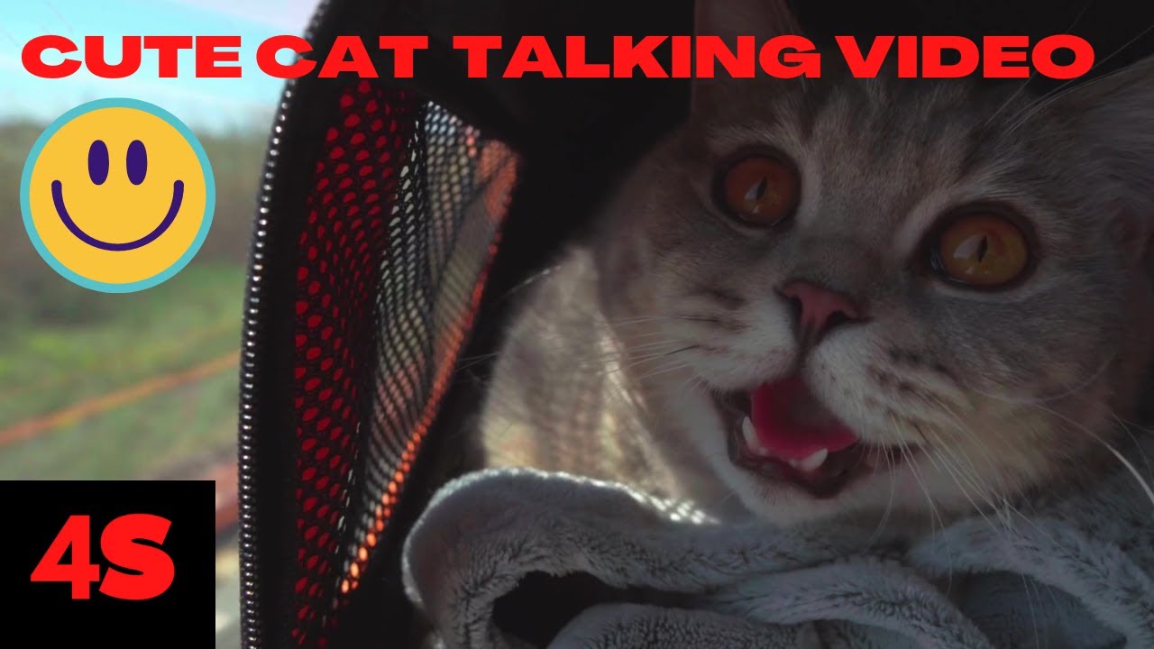 CUTE CAT TALKING VIDEO # SHORTS - YouTube