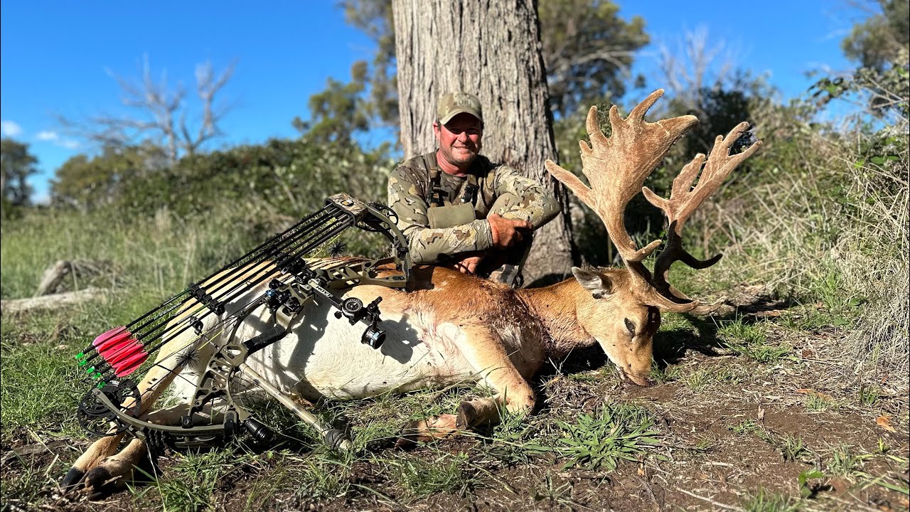 Big Velvet Fallow buck - YouTube