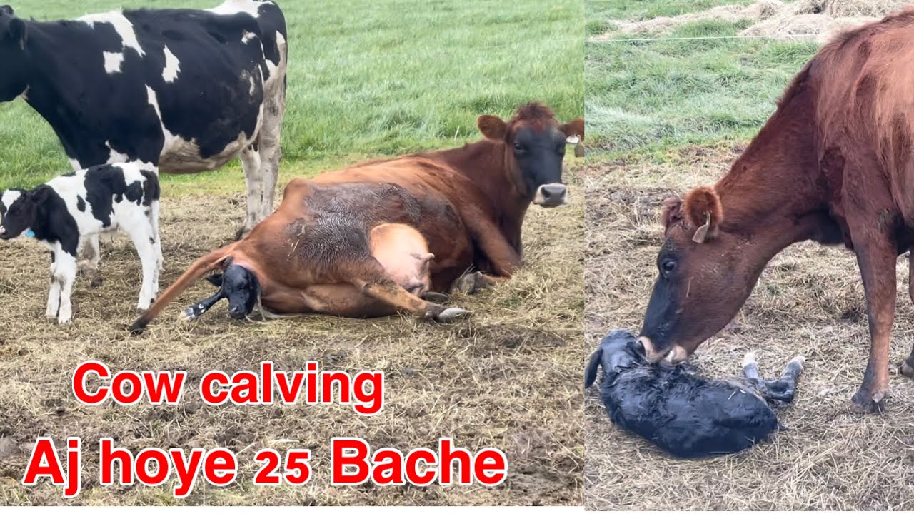 25 New calf’s in one day : Cow calving - Dairyfarming New Zealand - YouTube
